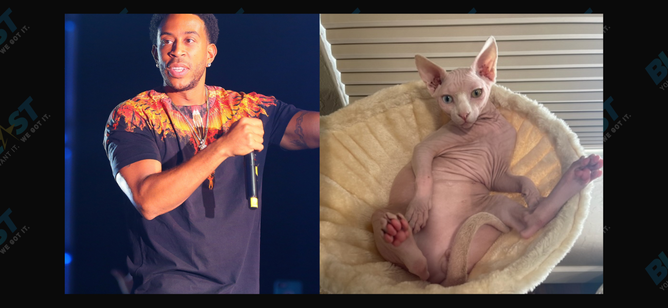 Nudacris Gets Post Shared By Ludacris, The Kitty's Namesake!