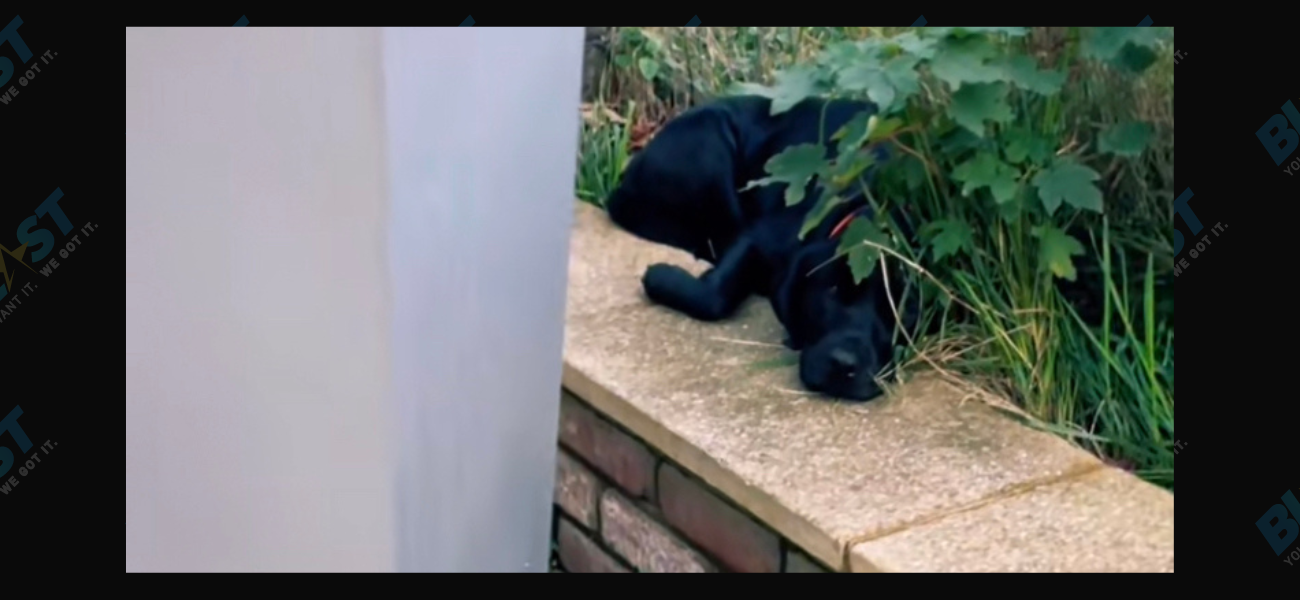 English Actor Jules Knight Has A Positive Update About Pup
