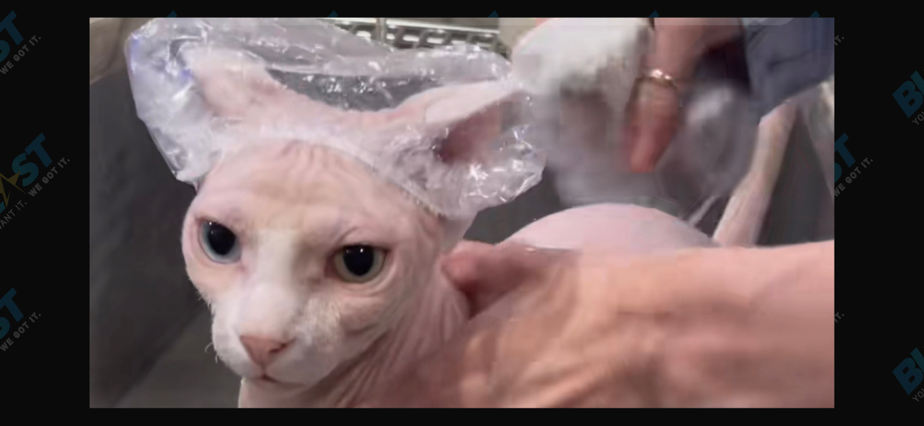 TikTok Famous Naked Cat Nudacris Is NOT A Fan Of Bath Time!
