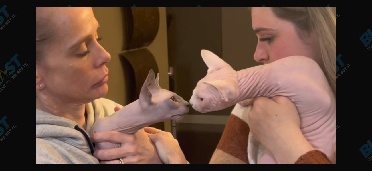 Nudacris Meets Fellow Naked Cat Nimbus And He's Not A Fan!