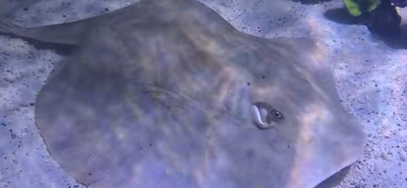 Charlotte the Stingray's Prolonged Pregnancy Sparks Fan Suspicion!