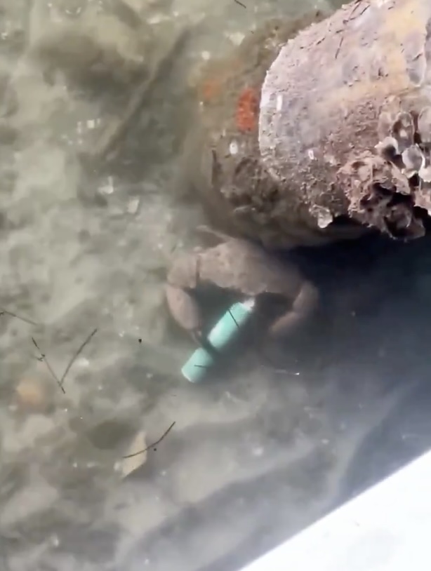 Crab Goes Viral After Appearing To Hit A Vape Underwater
